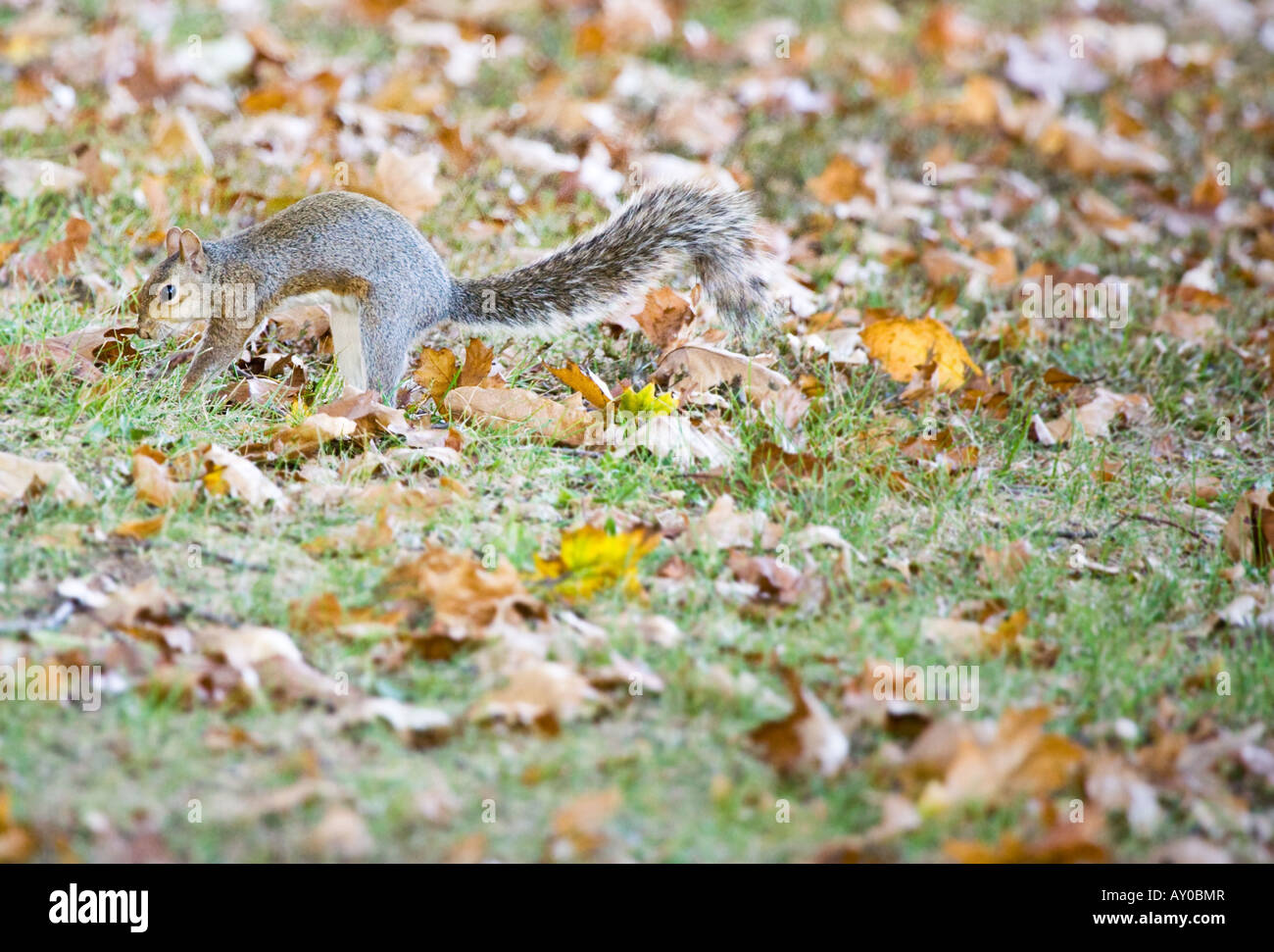Squirrel jump hi-res stock photography and images - Alamy
