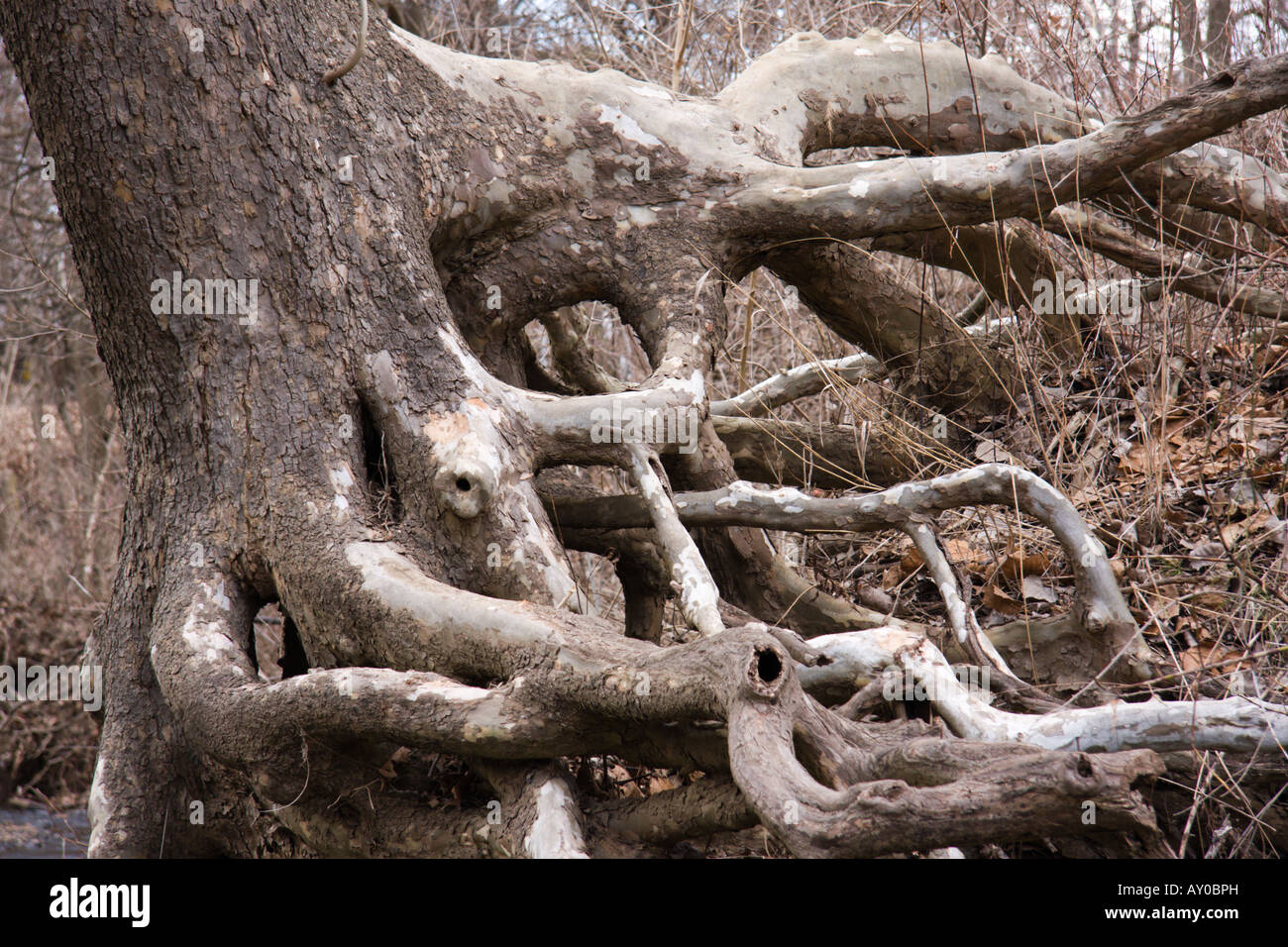 Twisted Sycamore Roots Stock Photo - Alamy