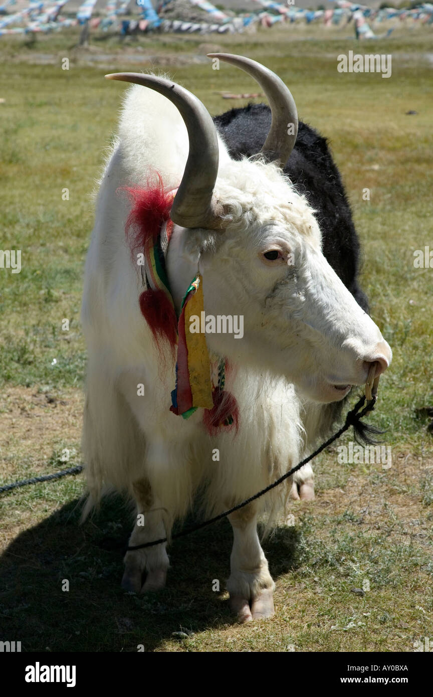 Big nose ring hi-res stock photography and images - Alamy