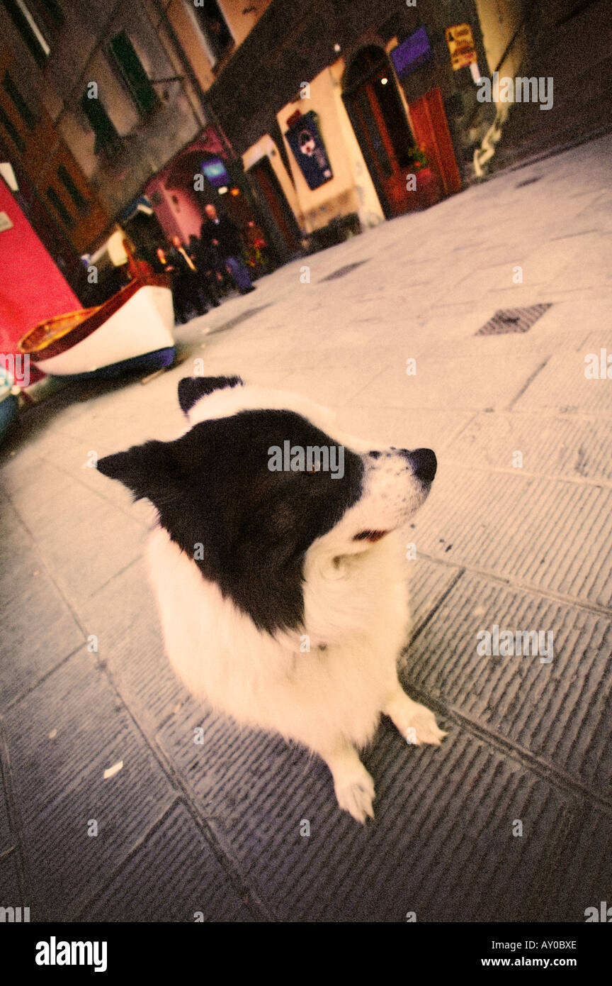 Dog In Square Stock Photo - Alamy