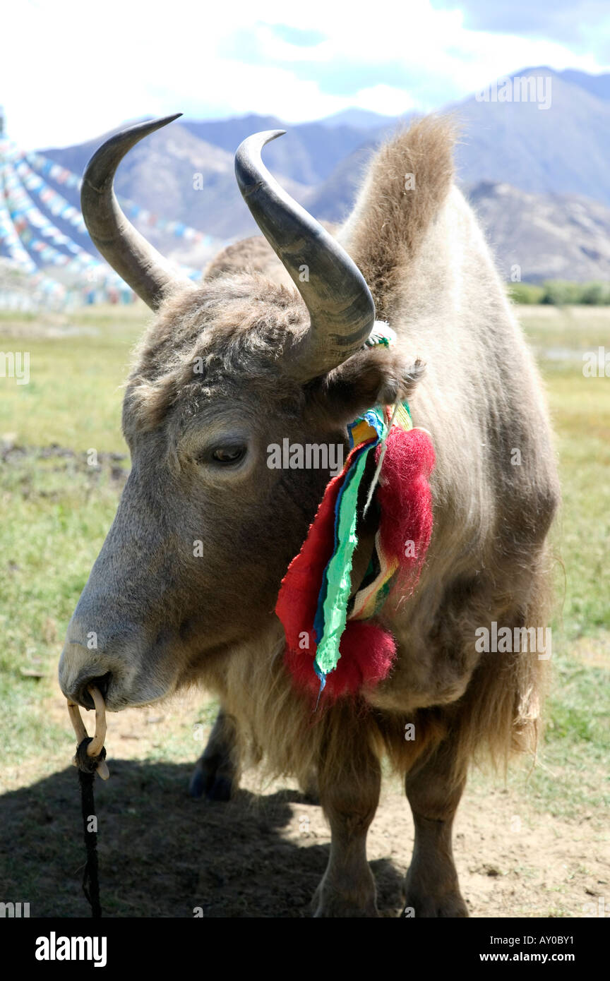 Tibetan yak, Lhasa, Tibet Autonomous Region, China. Sept 06 Stock Photo ...