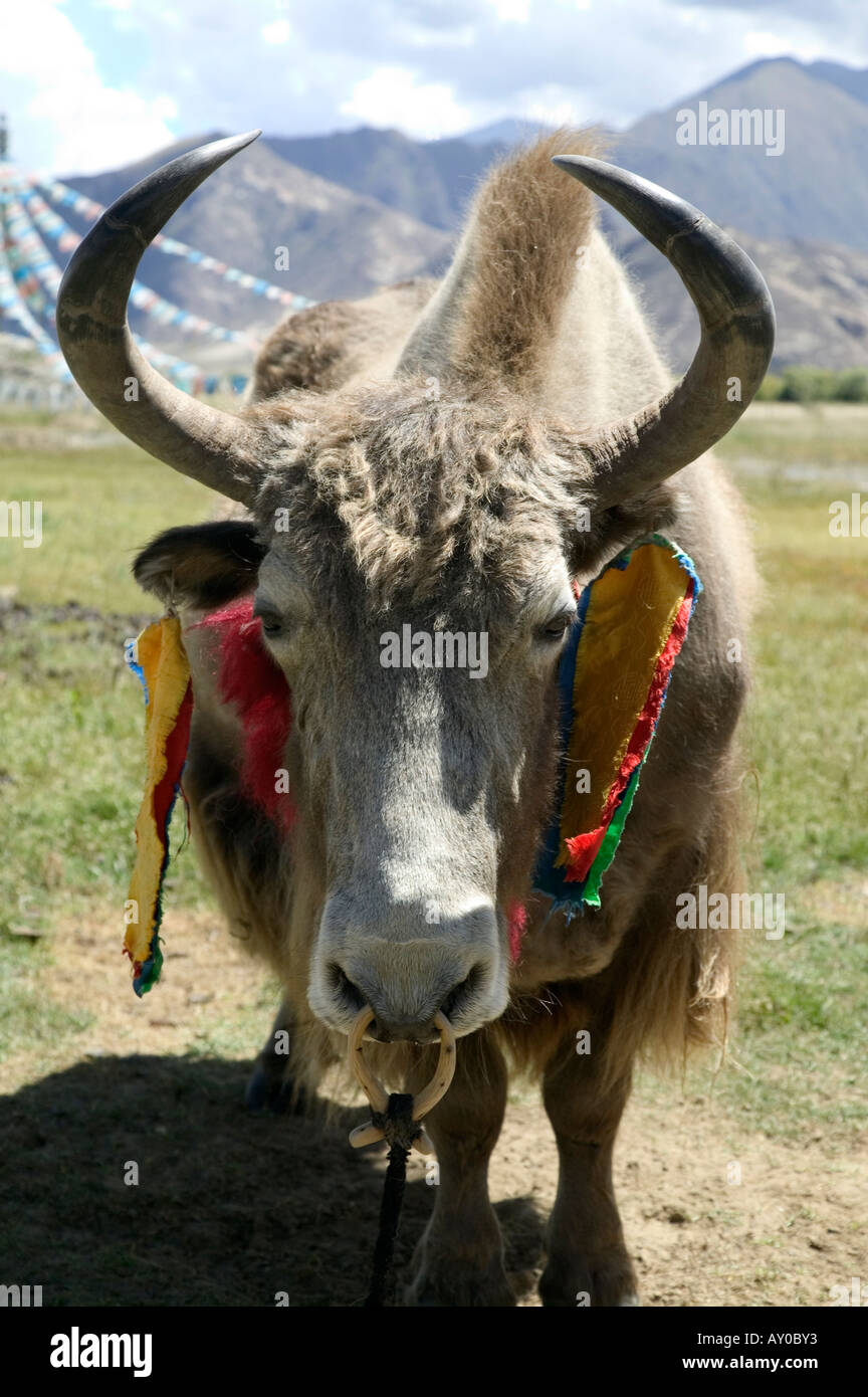 Tibetan wildlife hi-res stock photography and images - Alamy
