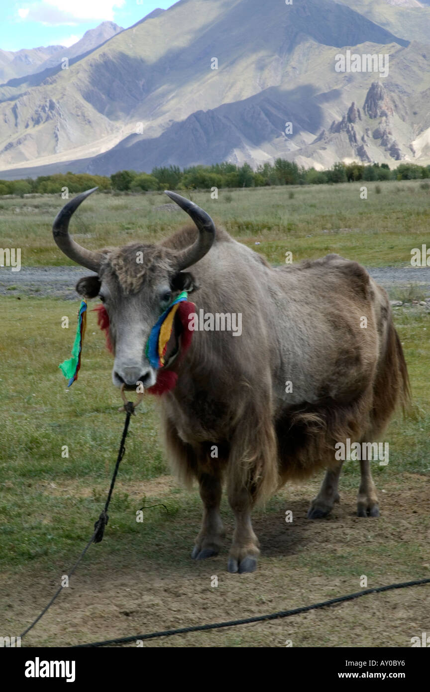 Tibetan plateau mammal hi-res stock photography and images - Alamy