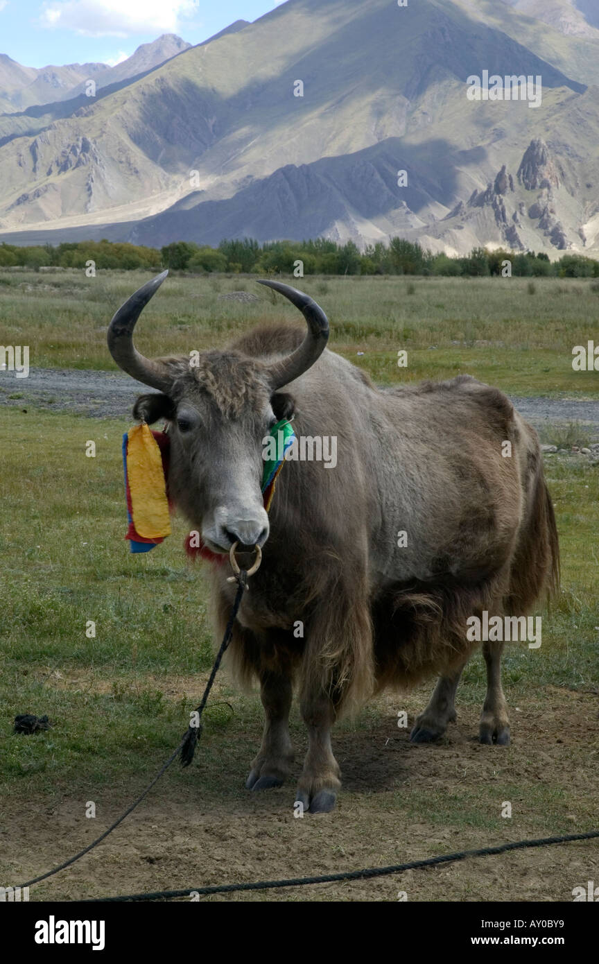 Tibetan yak, Lhasa, Tibet Autonomous Region, China. Sept 06 Stock Photo ...