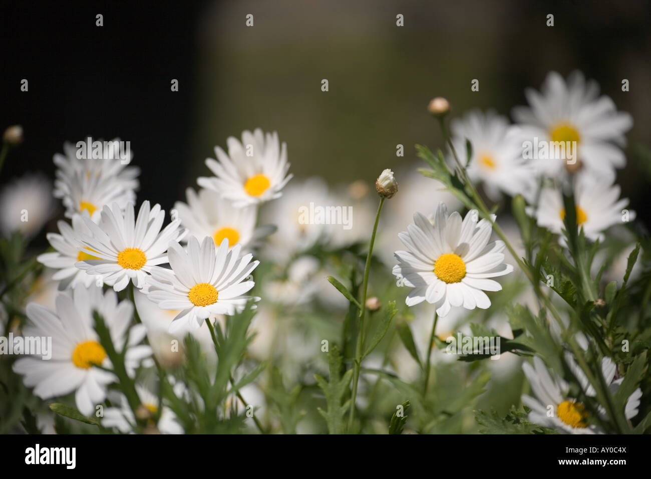 Daisies field hi-res stock photography and images - Alamy