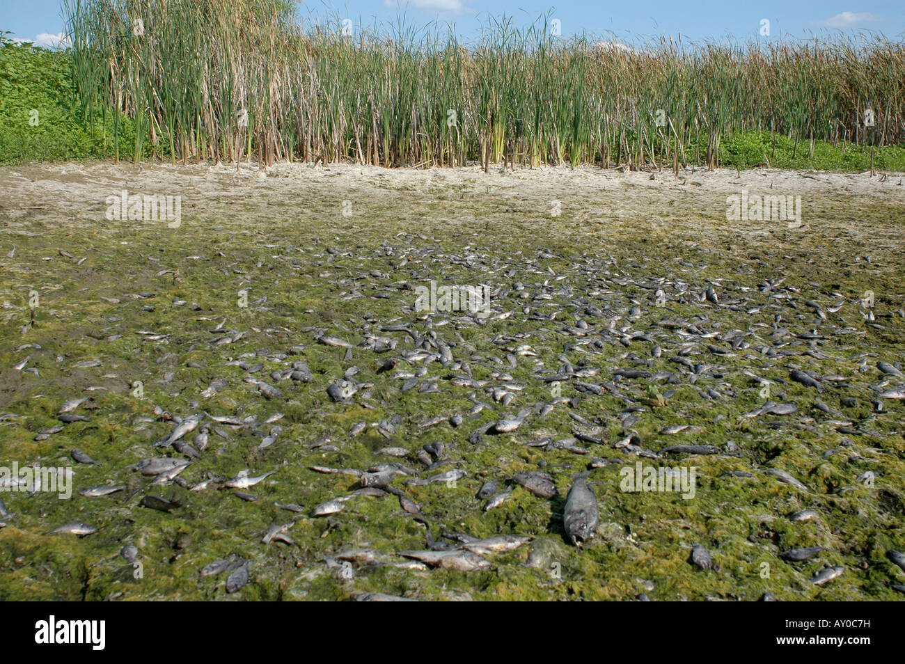 dead fish dried dry pond marsh Stock Photo - Alamy