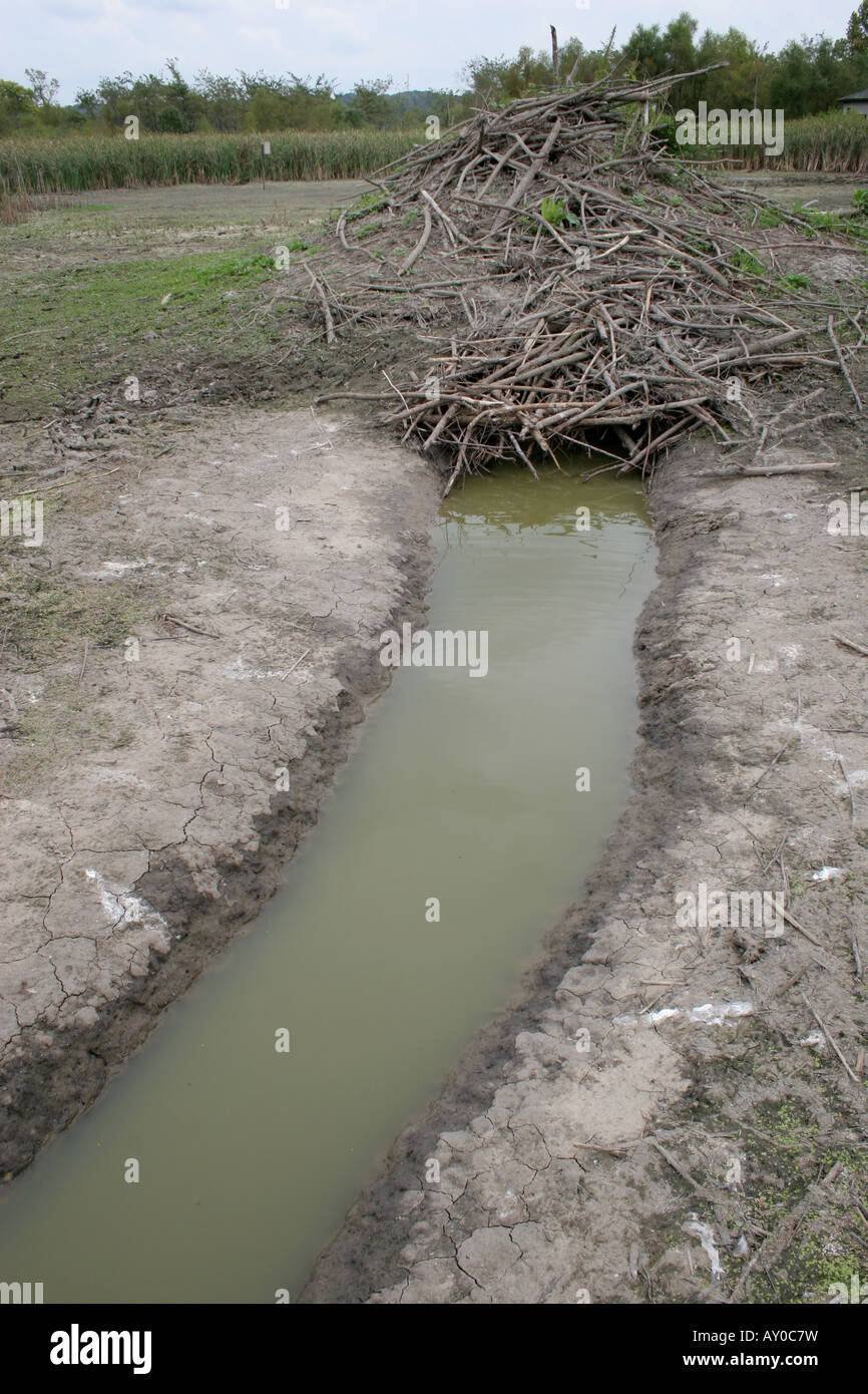 beaver lodge dried dry pond marsh drought ohio wetland evaporated home ...