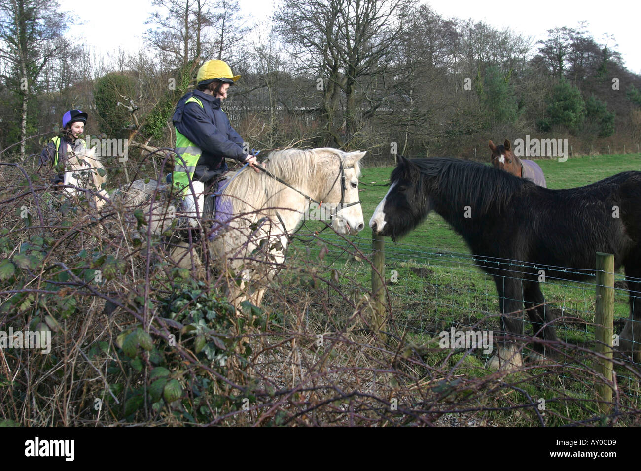 UK Wales Cardiff Forest Farm Nature Reserve and Taff Trail Horseriding ...