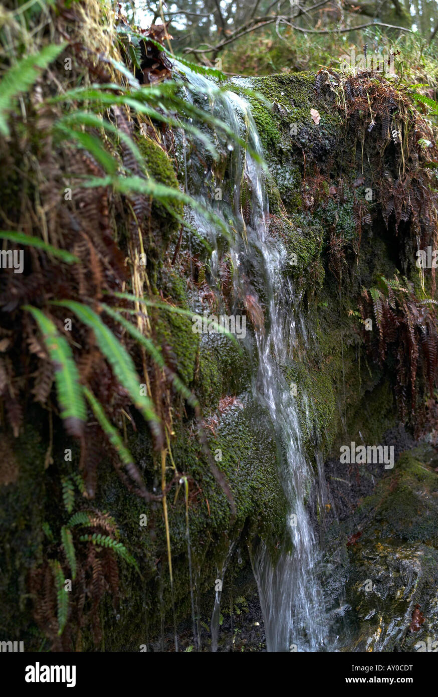 Water dripping from rocks and moss in the Wicklow mountains close to ...