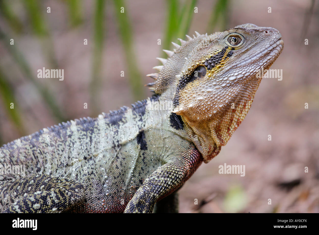Eastern Water Dragon (Physignathus lesueurii) from Queensland Australia ...