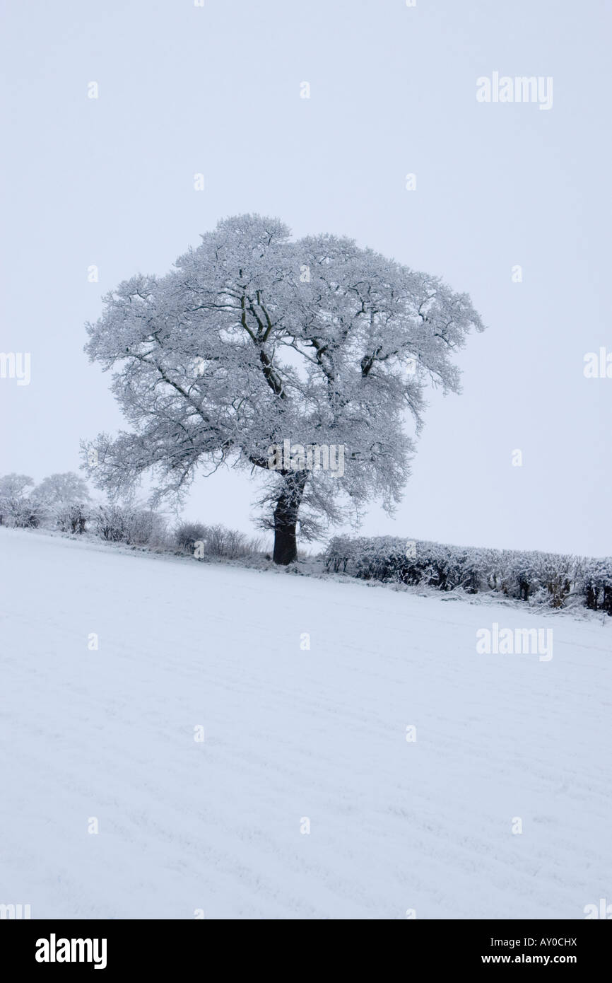 Tree landscape hi-res stock photography and images - Alamy