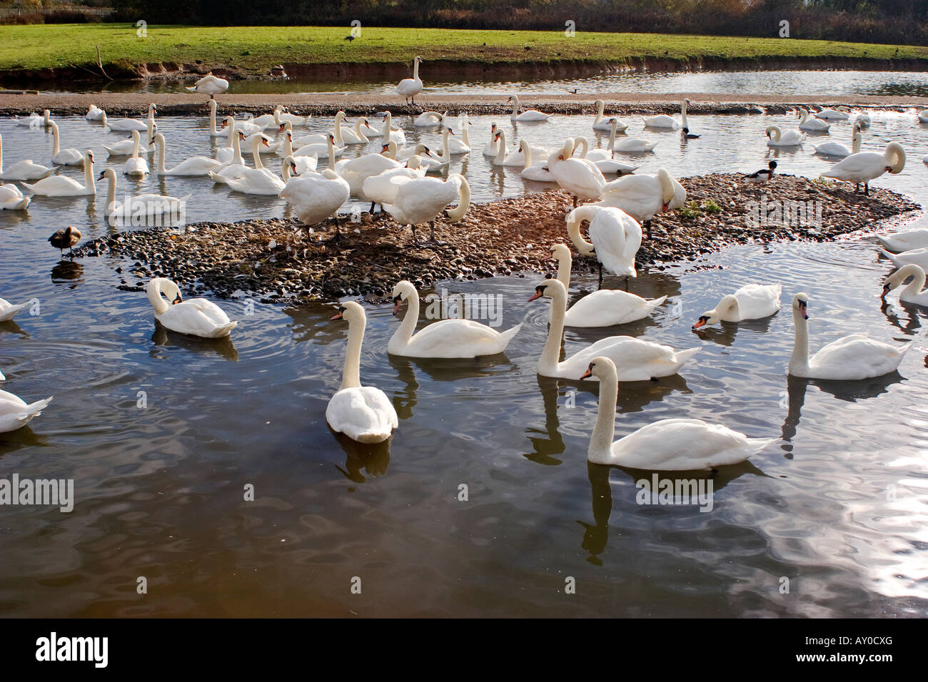 Collection of swans hi-res stock photography and images - Alamy