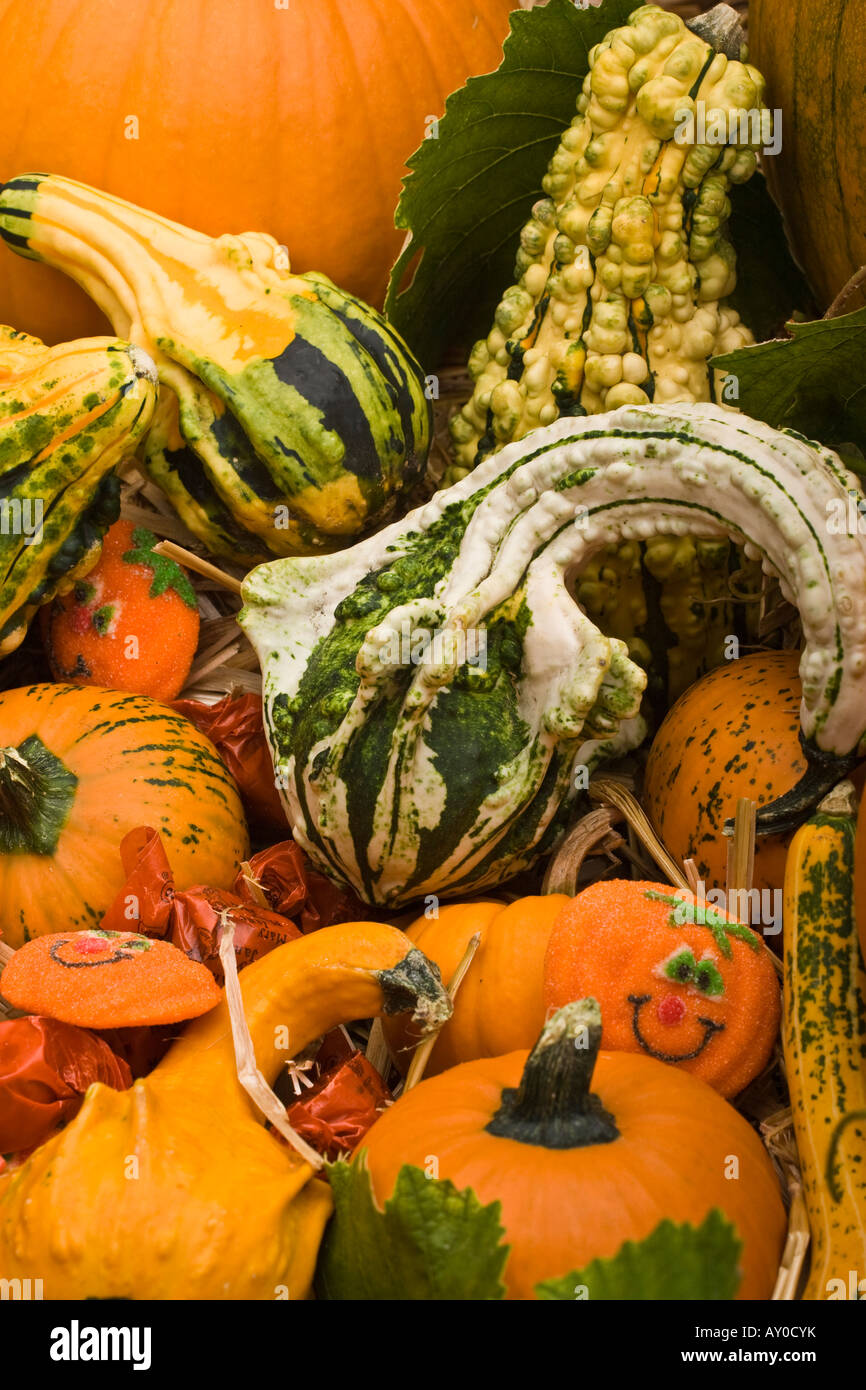 The colorful pumpkins and squashes from above overhead close up very ...