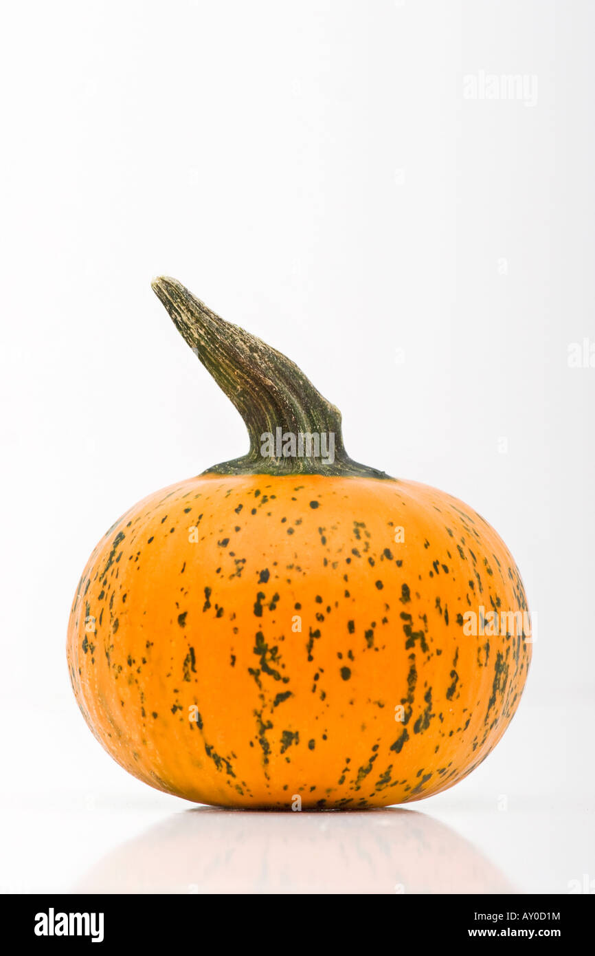 One a orange squash pumpkin Autumn Fall season on white background ...