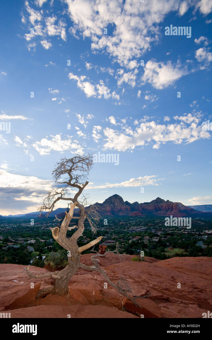 Tree on the rock Stock Photo - Alamy