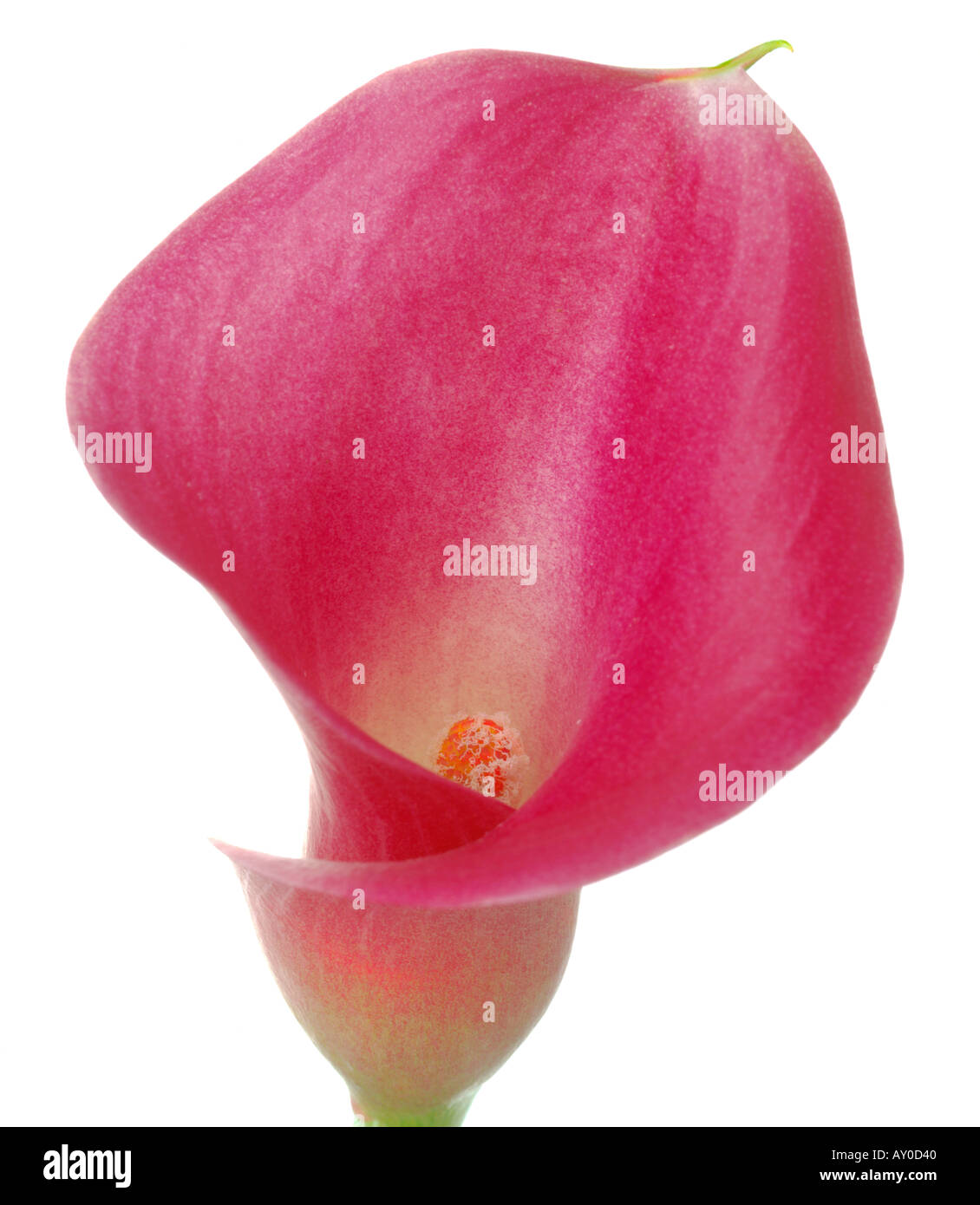Calla Cut Out Stock Images & Pictures - Alamy