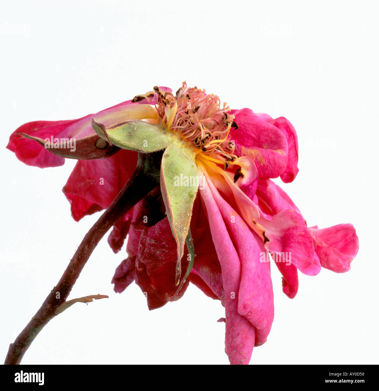 Dead flower hi-res stock photography and images - Alamy