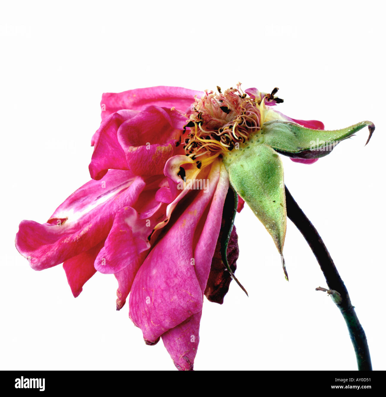Dead flower hi-res stock photography and images - Alamy