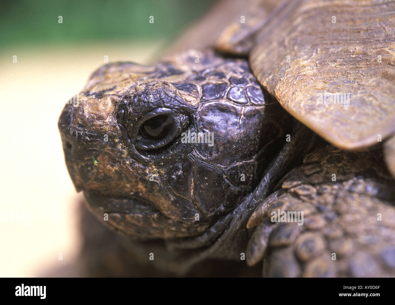Spur Thighed Tortoise - close up Stock Photo - Alamy