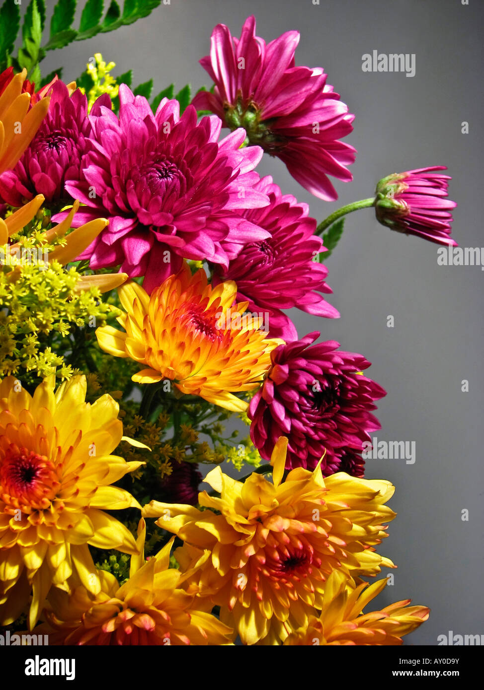 Closeup of colorful flowers Chrysanthemums from above overhead ...