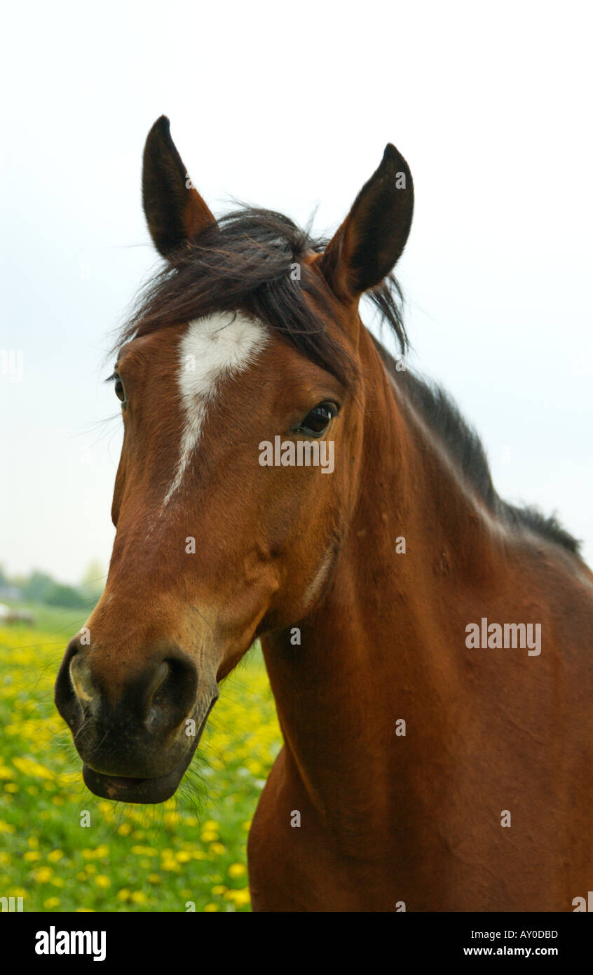 Etalon horse hi-res stock photography and images - Alamy