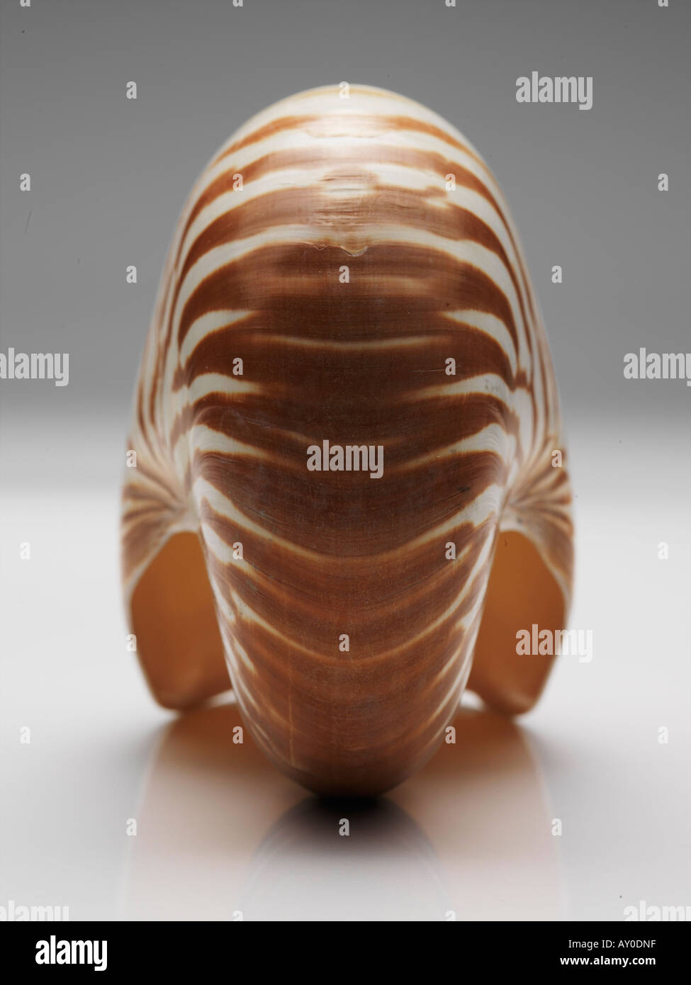 spiral sea ocean deep shell nautilus Stock Photo - Alamy