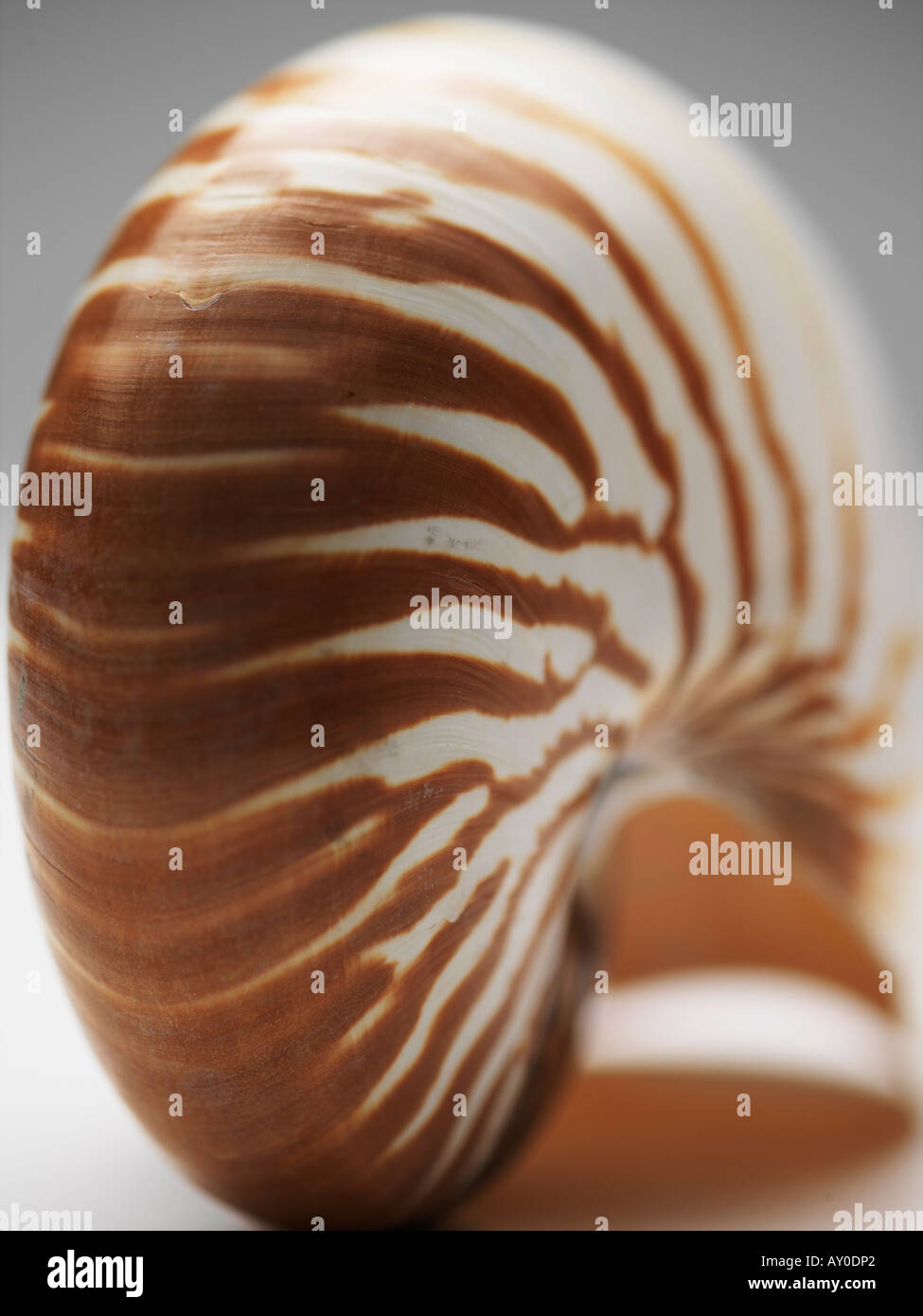 spiral sea ocean deep shell Stock Photo - Alamy