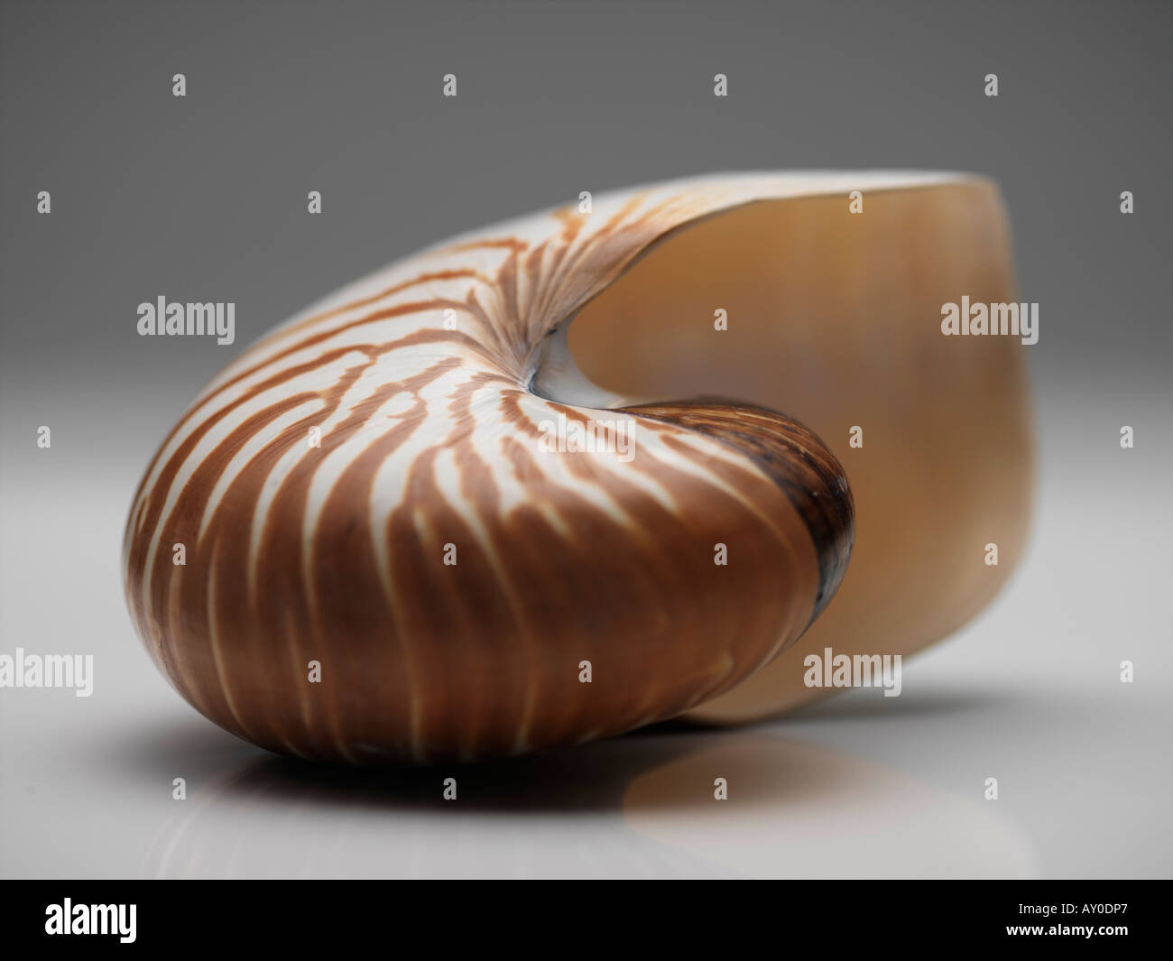 spiral sea ocean deep shell Stock Photo - Alamy