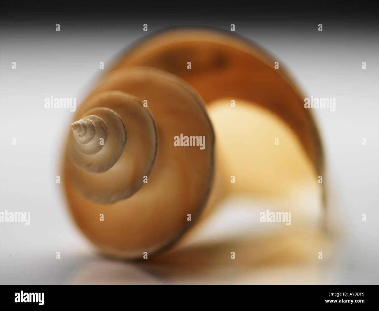 spiral sea ocean deep shell Stock Photo - Alamy