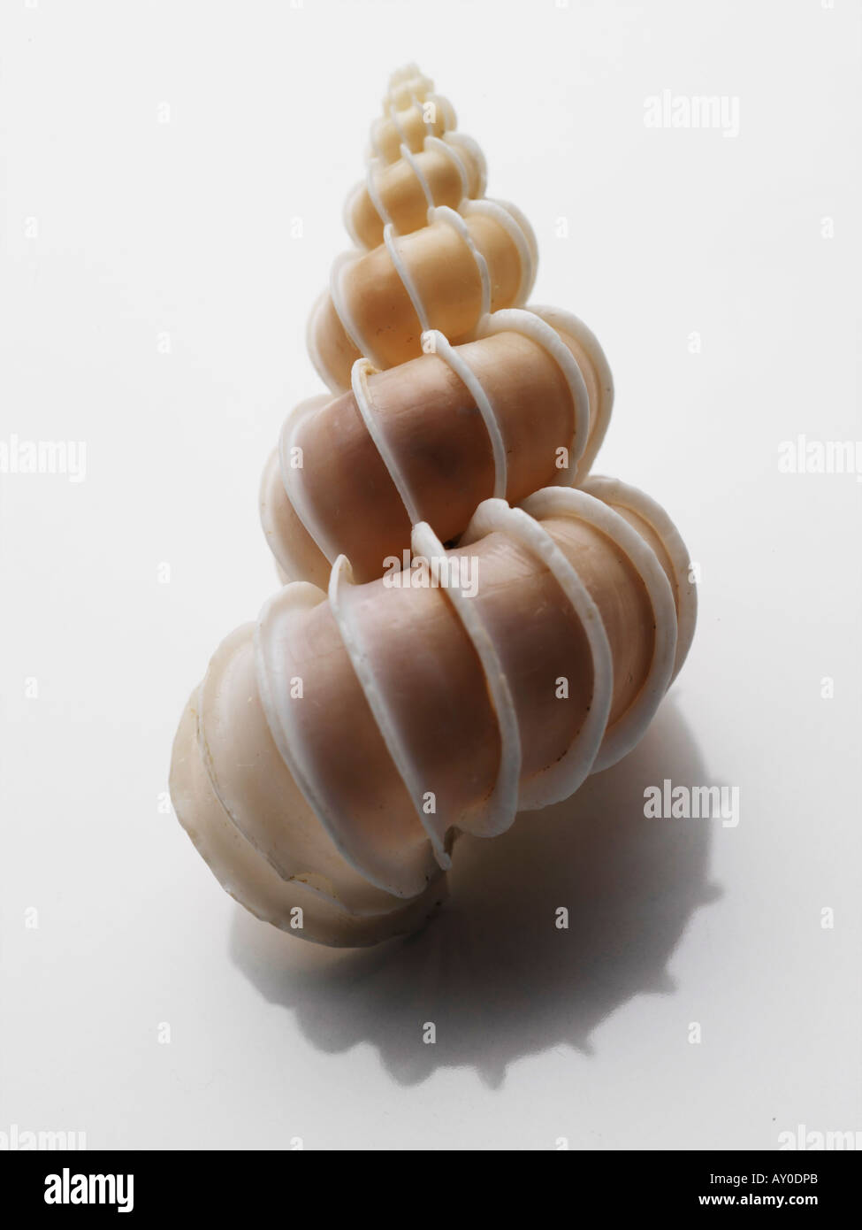 spiral sea ocean deep shell Stock Photo - Alamy