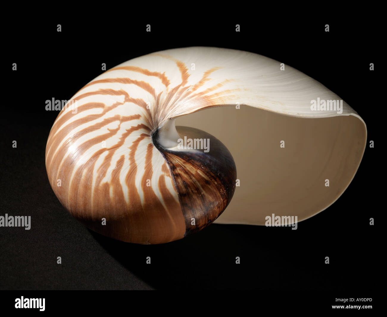 spiral sea ocean deep shell nautilus Stock Photo - Alamy