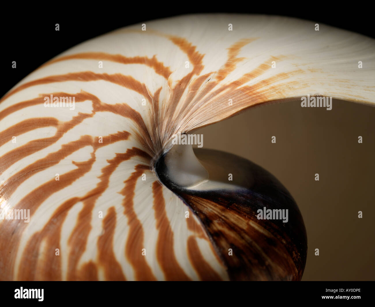 spiral sea ocean deep shell nautilus Stock Photo - Alamy