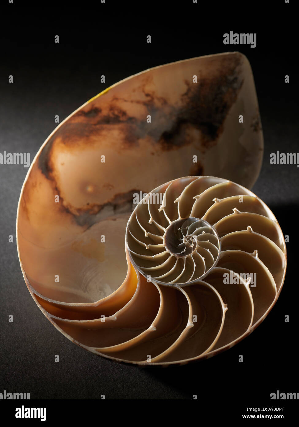 spiral sea ocean deep shell nautilus Stock Photo - Alamy