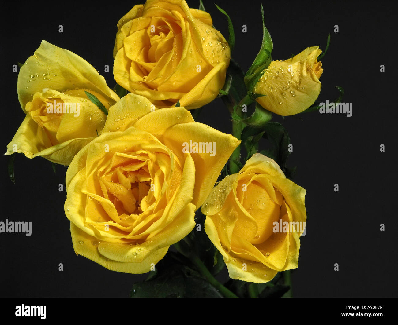 Bouquet of yellow roses beautiful flowers on a black background closeup ...