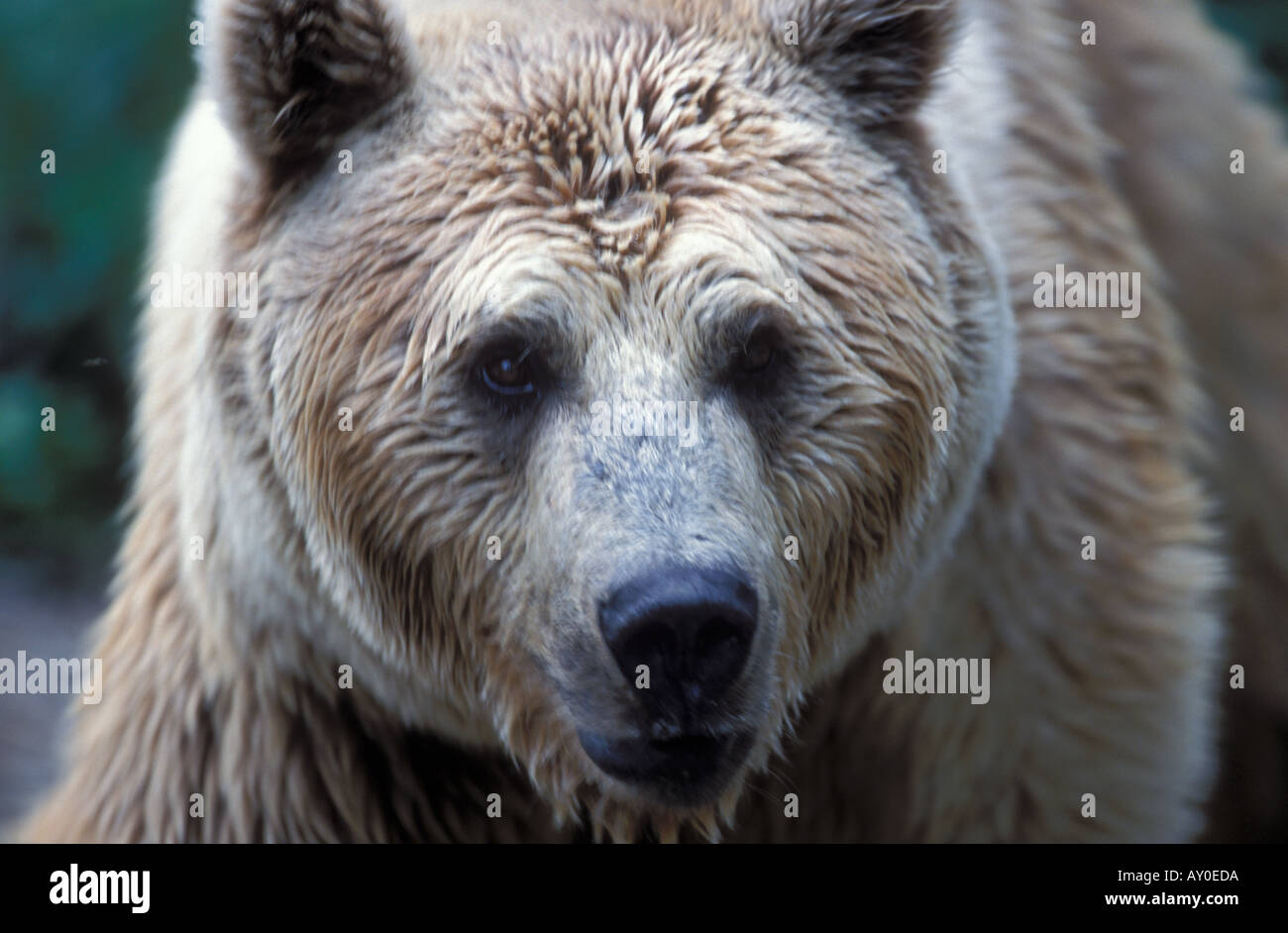 Snarling brown bears hi-res stock photography and images - Alamy