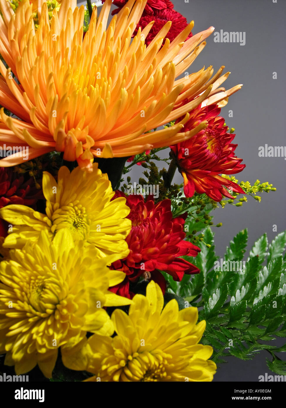 Closeup of colorful flowers Chrysanthemums from above overhead ...