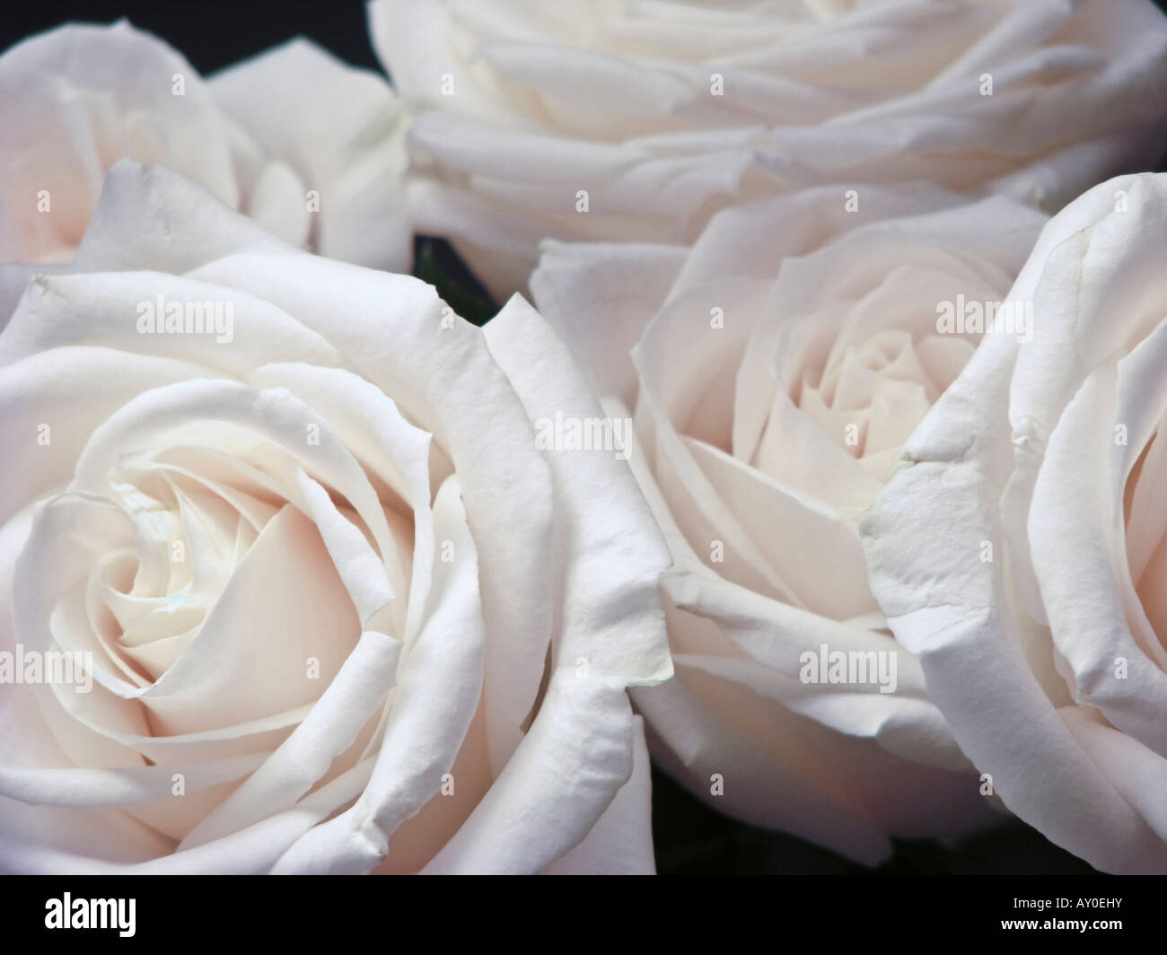 Rose flowers in supermarket hi-res stock photography and images - Alamy