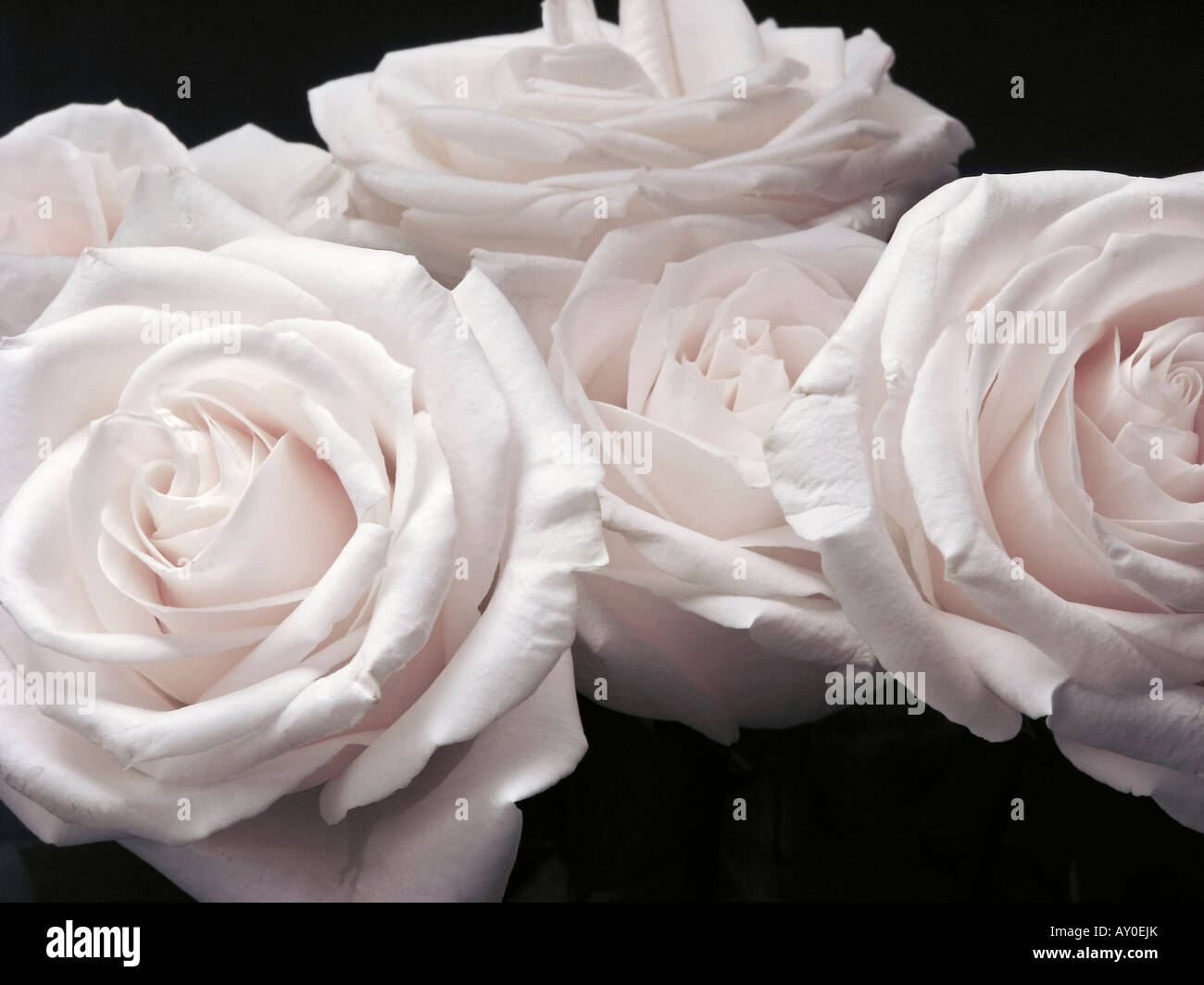 Five petals hi hi-res stock photography and images - Alamy