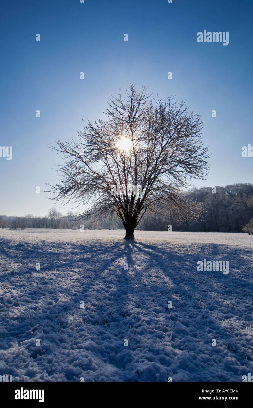 Sun Bursting Through Limbs of Snow Covered Tree Bullitt County Kentucky ...
