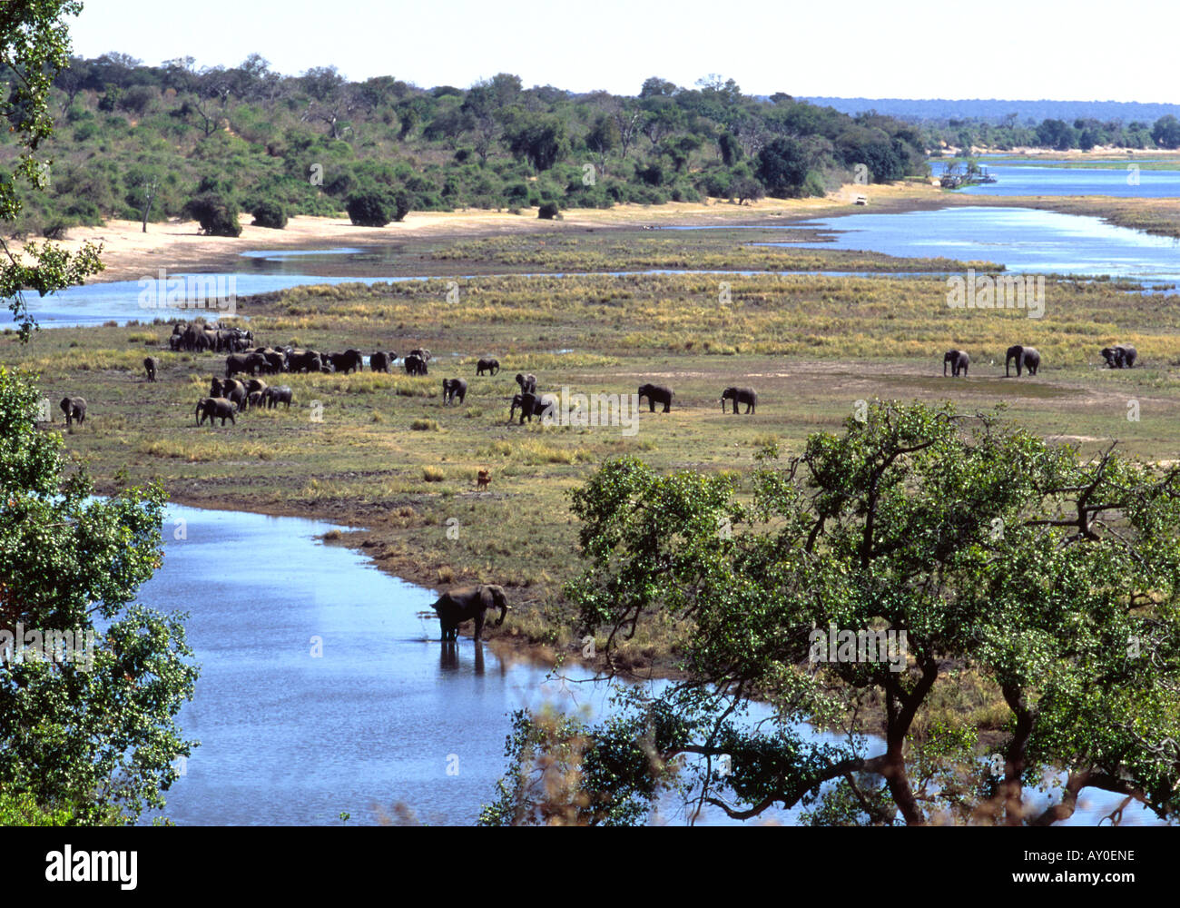 The Chobe River with Elephant viewed from an elevated position Stock ...
