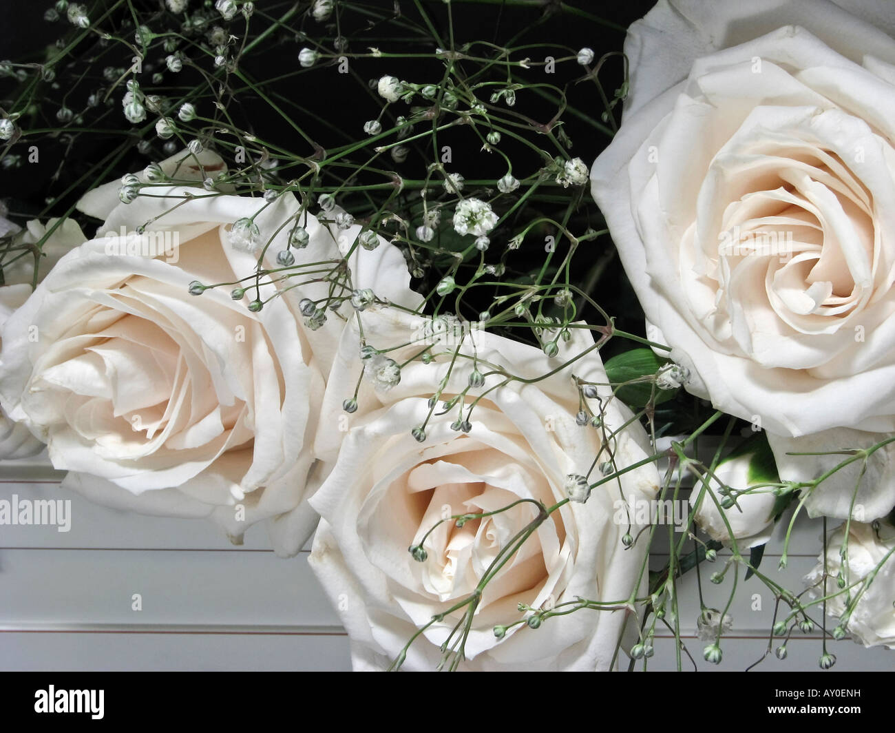 Bouquet of white roses beautiful flowers on black background overhead from above large high ...