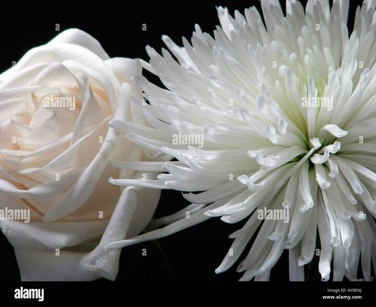 Bouquet of white roses beautiful flowers on black background overhead ...