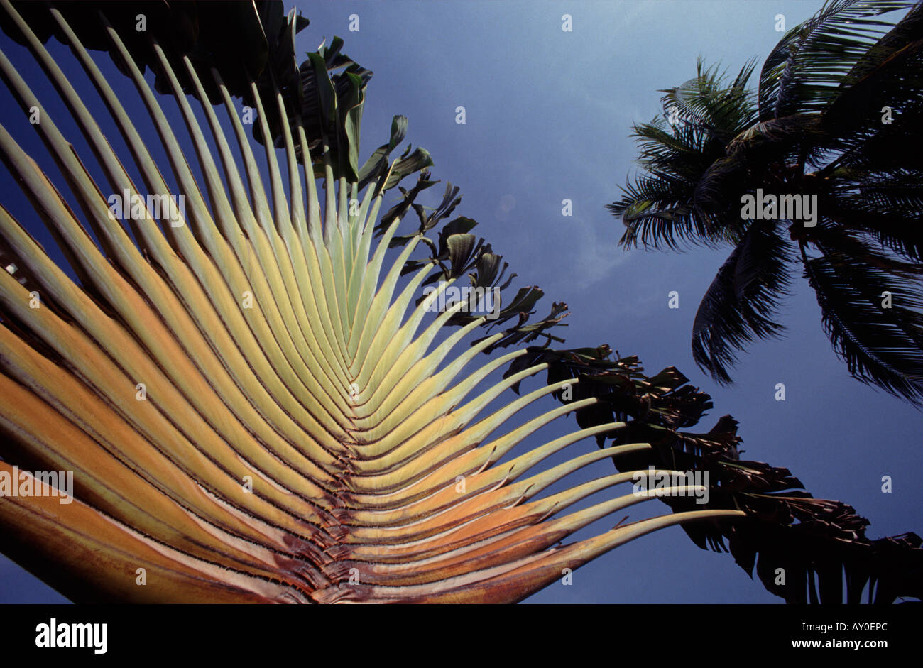 dramatic and colourful image of palm frond splayed out against abluey ...