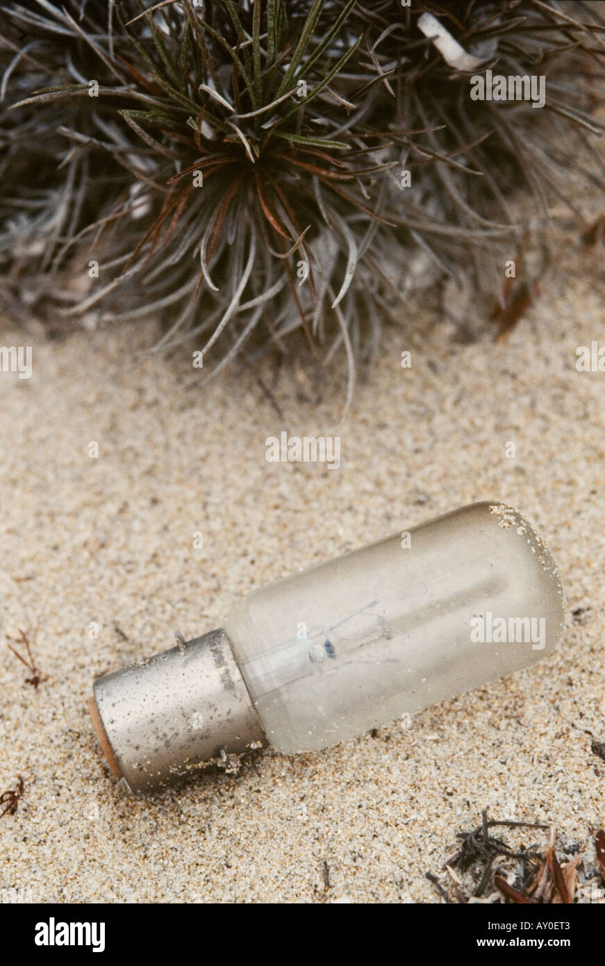 sand, trash, pollution, vandalism, leaves, dirt, sea, sticks, algae ...