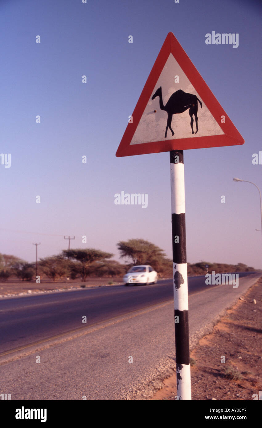 traffic sign in the middle east showing beware of camels hazard in oman ...