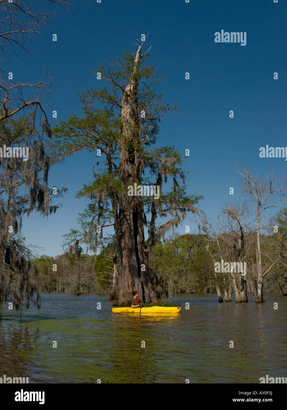 Guide in kayak Lake Chicot Stock Photo - Alamy