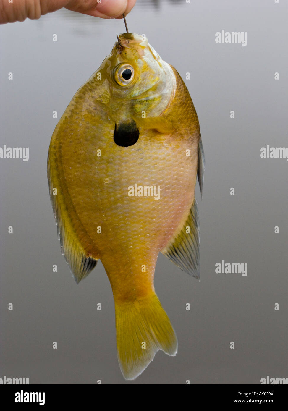 Bluegill freshwater fish hi-res stock photography and images - Alamy