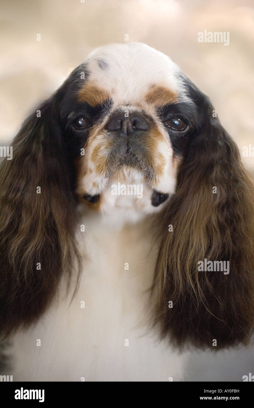 Toy cocker spaniel puppy Stock Photo - Alamy