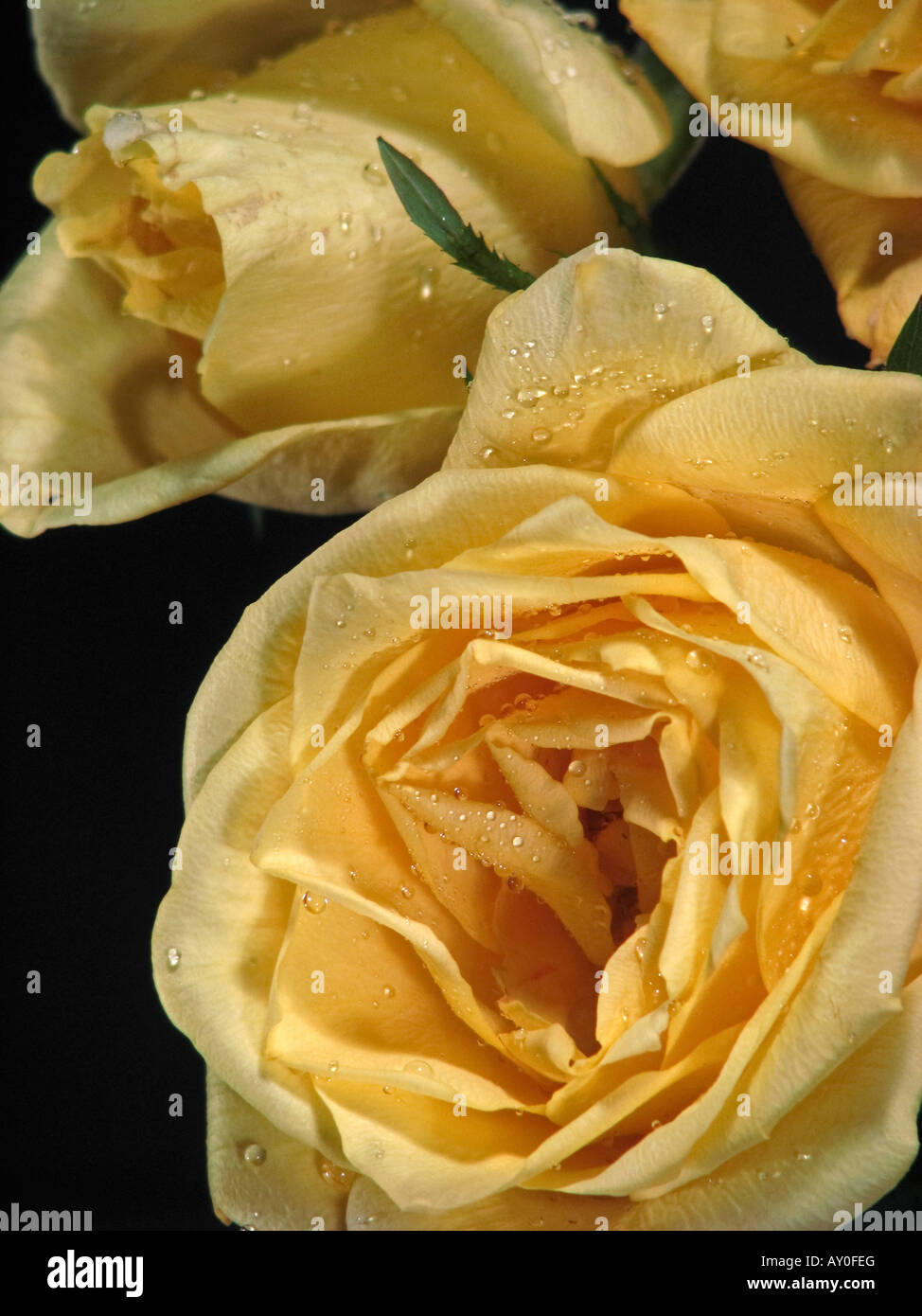 Bouquet of yellow roses beautiful flowers on a black background ...