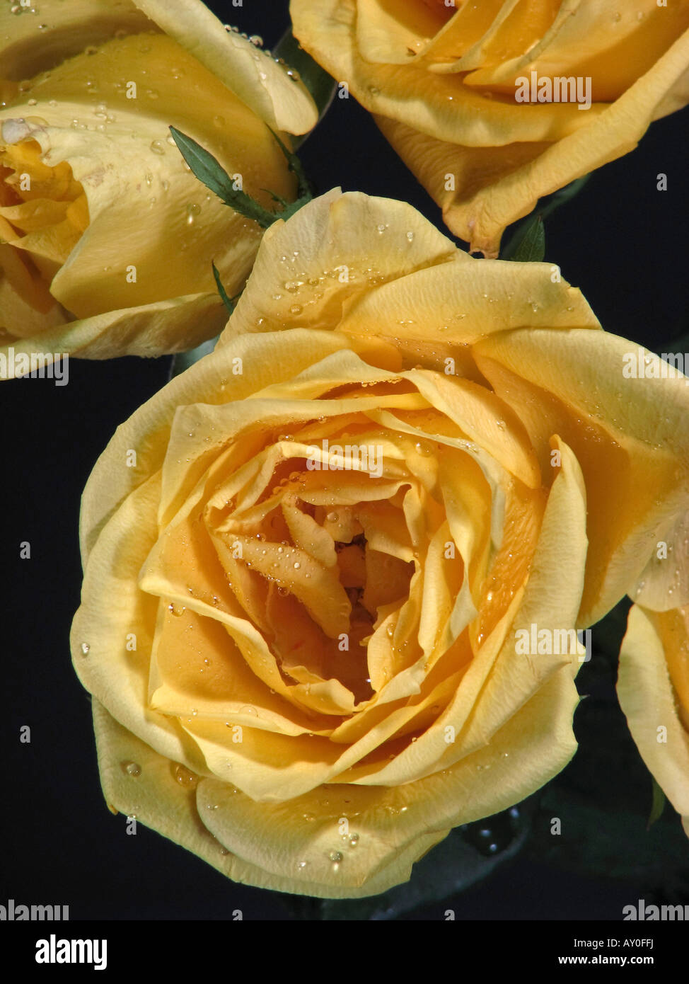 A still life with yellow roses flowers and drops water floral beautiful black background ...